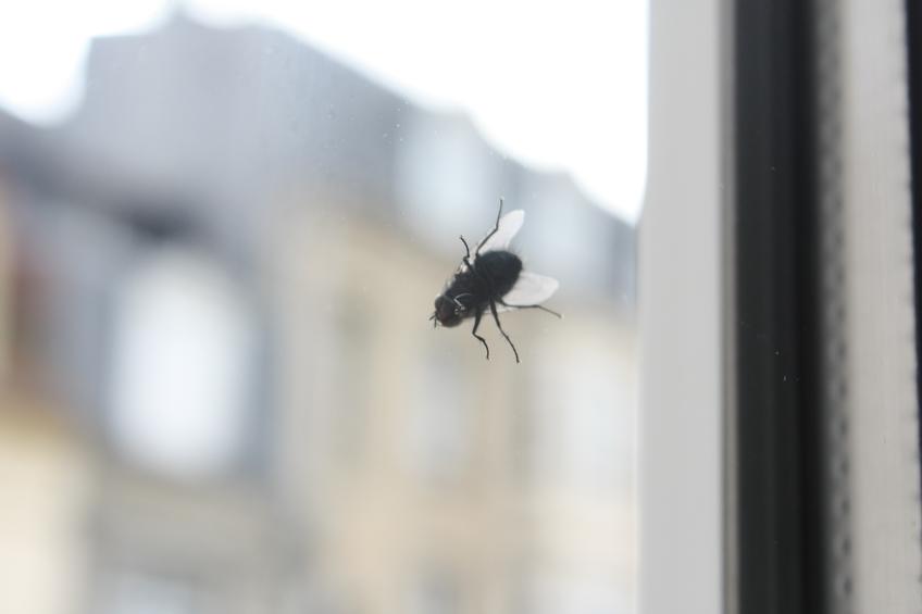Fly on the Window — Photo 59 — Project 365 — Minchin.ca